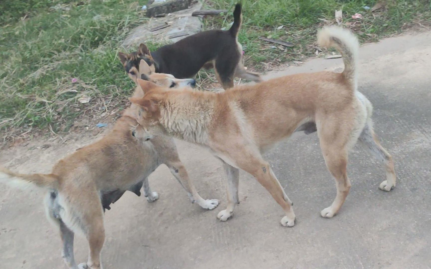 击败过比特犬的土狗又出现了,隔壁村带母狗来找狗王死神配种