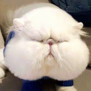 中国老白杏 