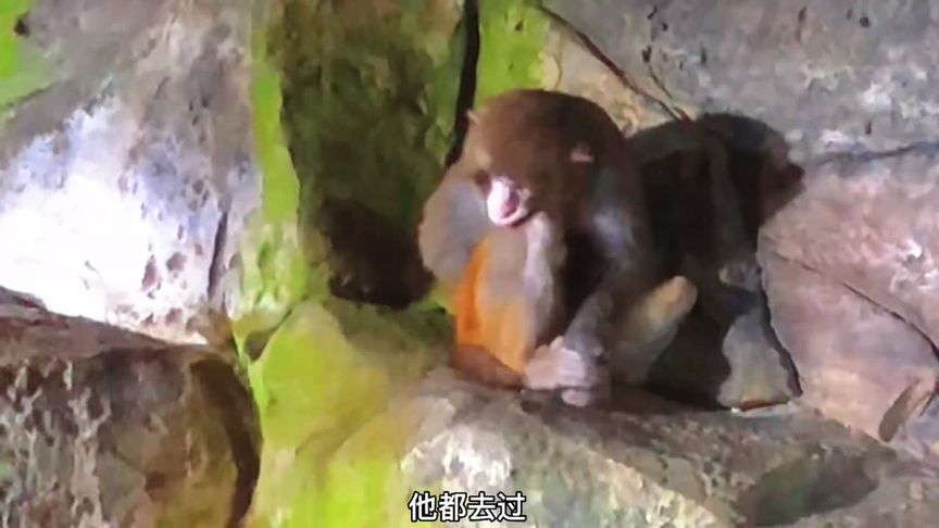 #动物园里有什么 下雨天躲在动物园里耍nice