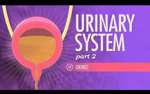 【10分钟速成课:解剖与生理】第39集 - 泌尿系统 part 2 尿!