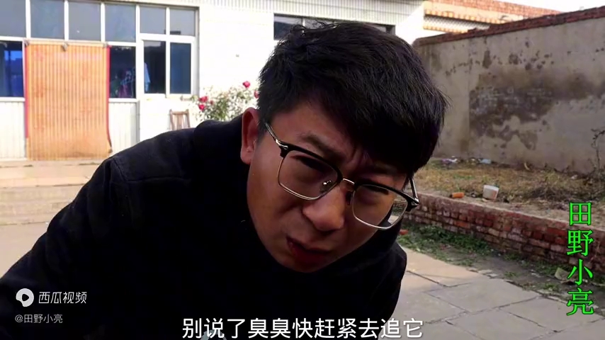 田野小亮,缺德小吉大白天来抢小亮的边牧狗。真是太可恶了。