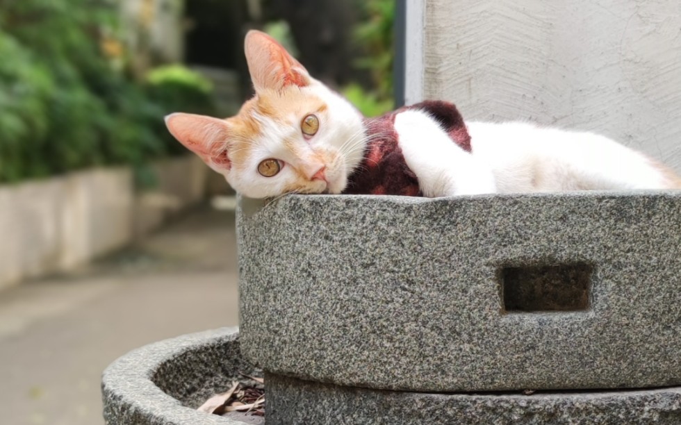 广美封校,但有是小猫咪