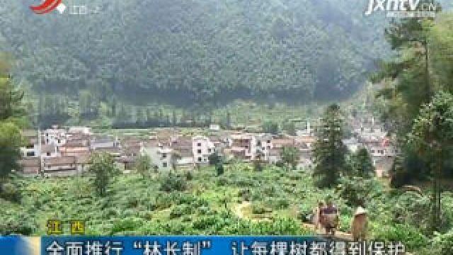 江西:全面推行“林长制” 让每棵树都得到保护
