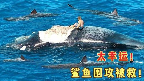 那些被拍到的小概率事件,海中遭遇凶猛鲨鱼,却逢鲸尸相救?