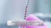 Global Proficiency Testing Program - Procedure for Setting Up the CFU ...