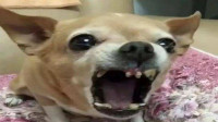 狗狗得狂犬病的3个症状,发现后立马远离狗狗,以免伤害到宠主