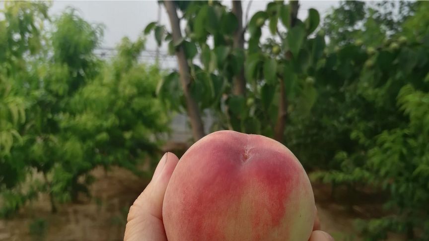 桃树,杏树,苹果树,梨树自然生长的样子