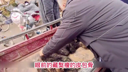 东方神犬藏獒,如今沦落到如此凄惨的下场