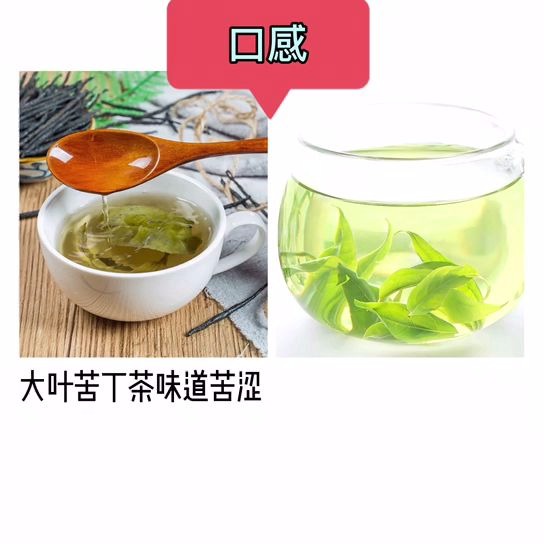 大叶苦丁茶和小叶苦丁茶的区别,你知道吗?