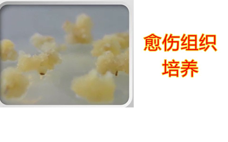 【实验】愈伤组织培养原理和注意事项