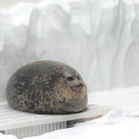 海豹123321 