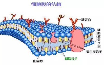 [高中生物必修一]细胞膜基本知识点讲解