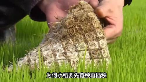 水稻种植的智慧:先育秧后插秧的奥秘
