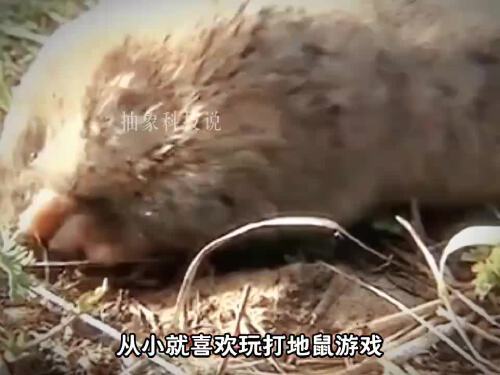 河南小伙儿搞出个简易老鼠夹,小巧方便安装,捉鼠不费劲