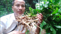 深山里这种叫着野当归的药材,药用价值很高,资源却越来越少了