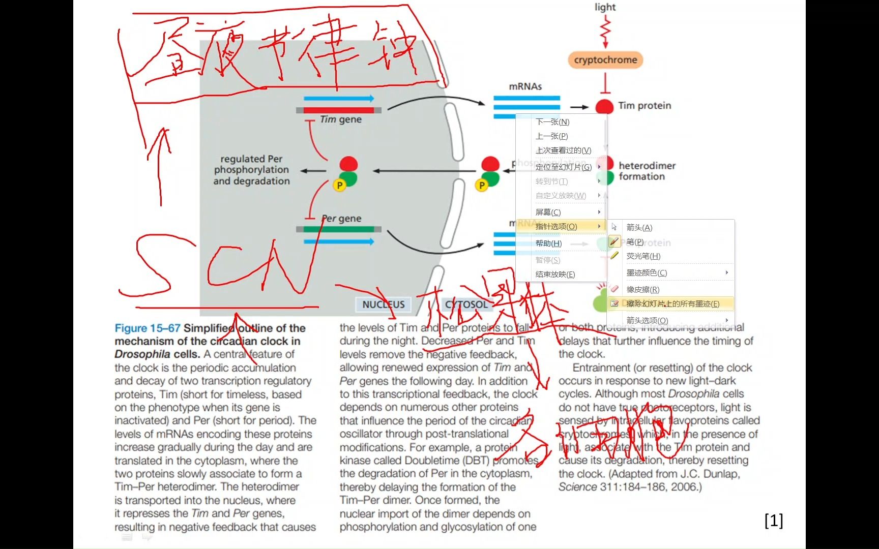 【细胞生物学讨论】9 细胞信号转导(8)基因表达调节代替通路-下