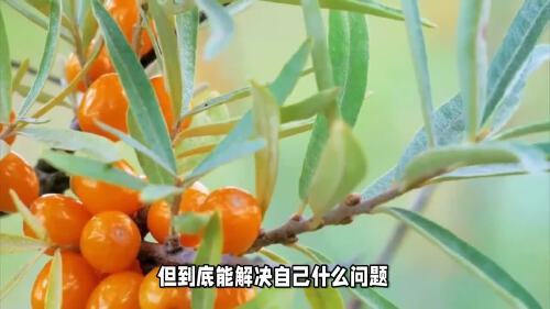 别再被忽悠!沙棘原浆真实功效大揭秘,这几种人喝了才有效