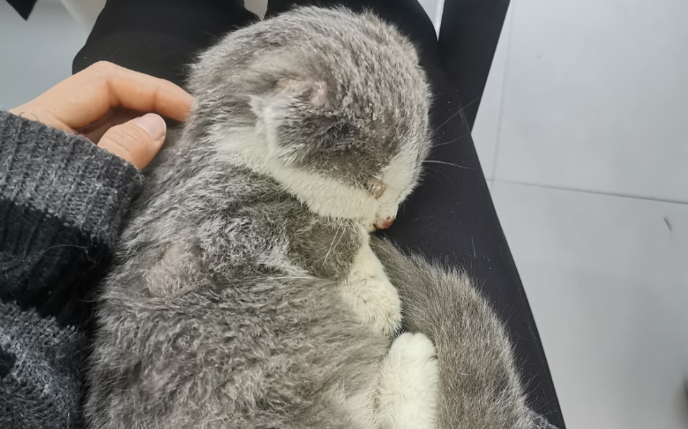 经济未独立,救不了的折耳猫…有人要收养吗…不然就得安乐死了