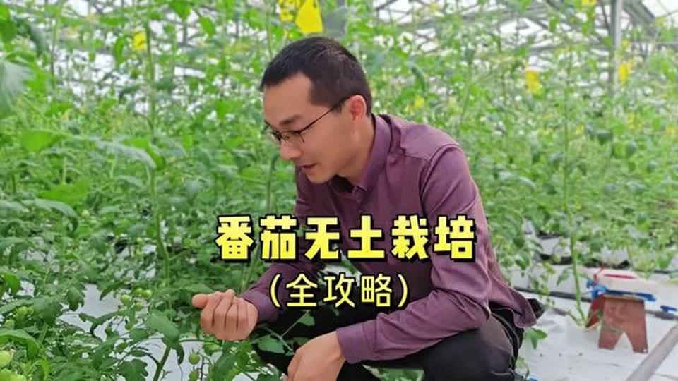 鱼菜高分享番茄无土栽培技术要点,节约土地,节水节肥,杜绝重金属土传...