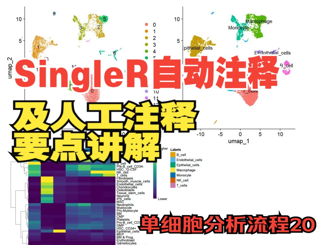 单细胞SingleR自动注释/人工注释要点讲解,单细胞数据分析标准流程20