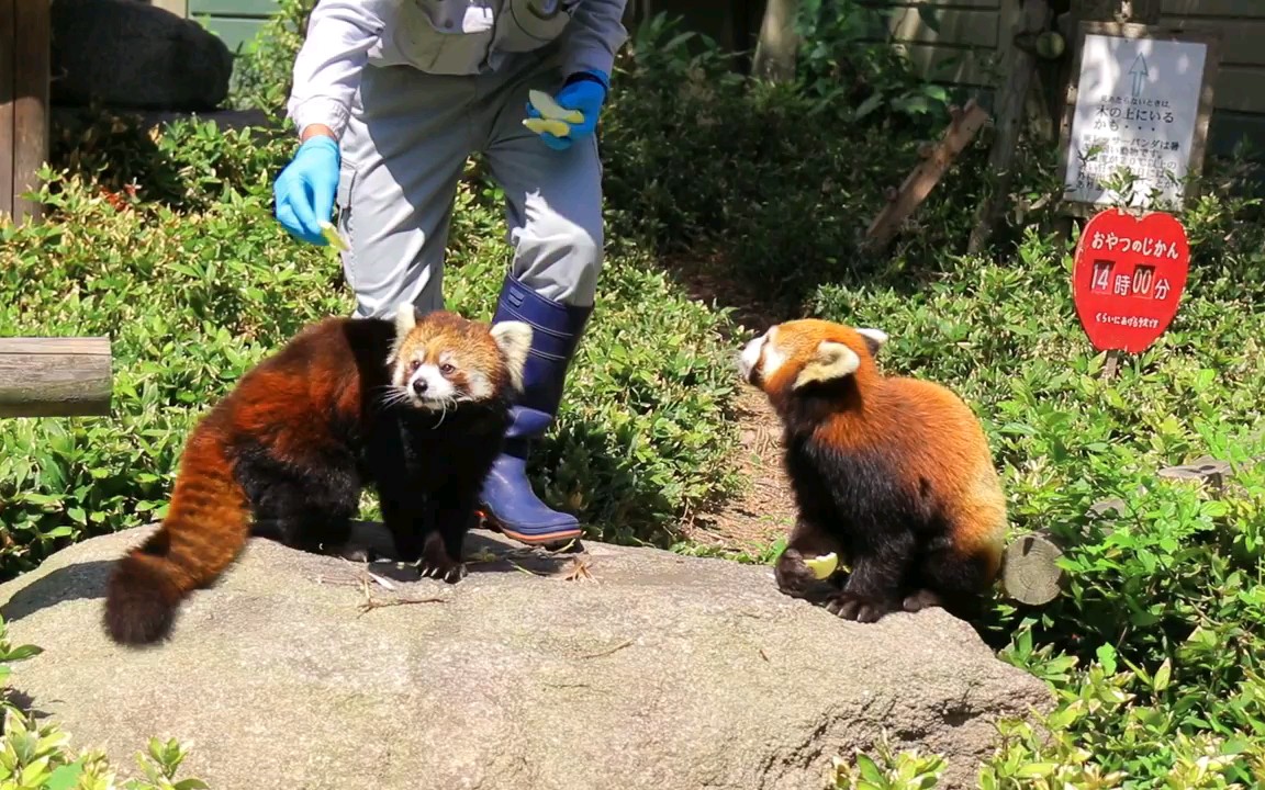 【小熊猫】生活不易多才多艺咯,小熊猫向饲养员卖萌打滚讨食【日本...