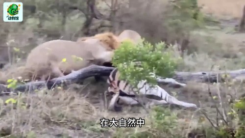 惊险刺激!动物的凶残打斗场面,残酷的对决彰显自然界的无情