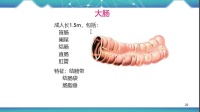 19消化系统概述