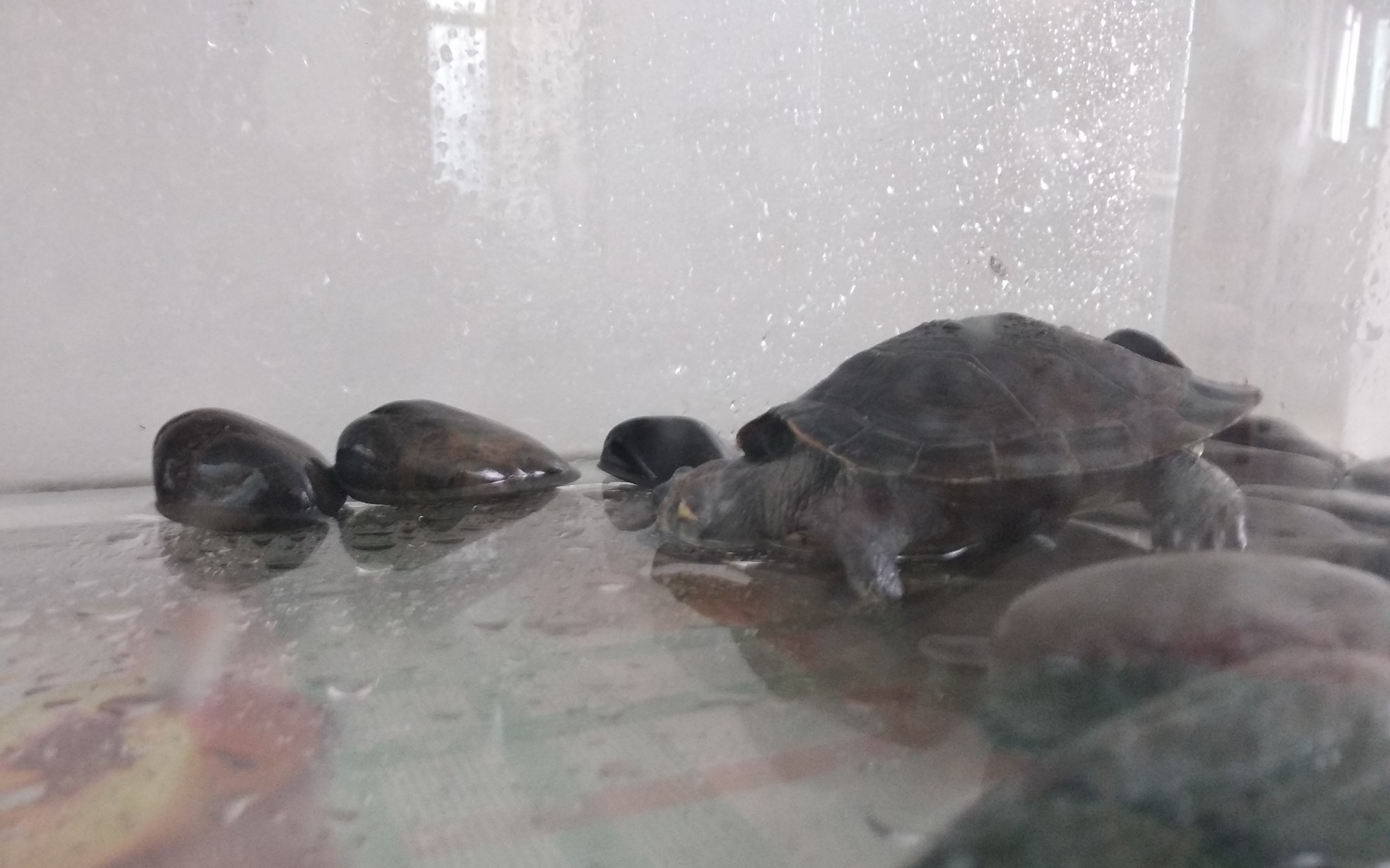 你们都是怎么养乌龟的。