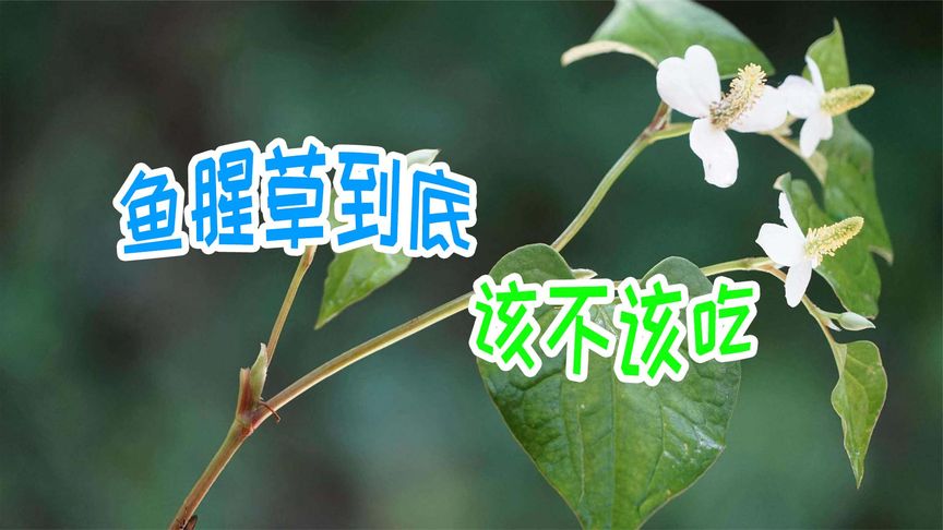 风靡西南地区,公认最难吃的蔬菜鱼腥草,到底是治癌还是致癌?