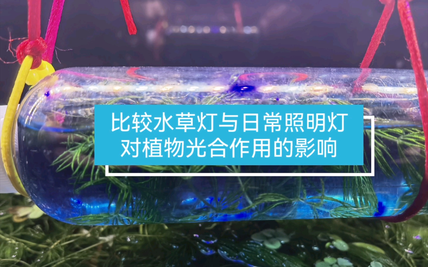 比较水草灯与照明灯对植物光合作用的影响