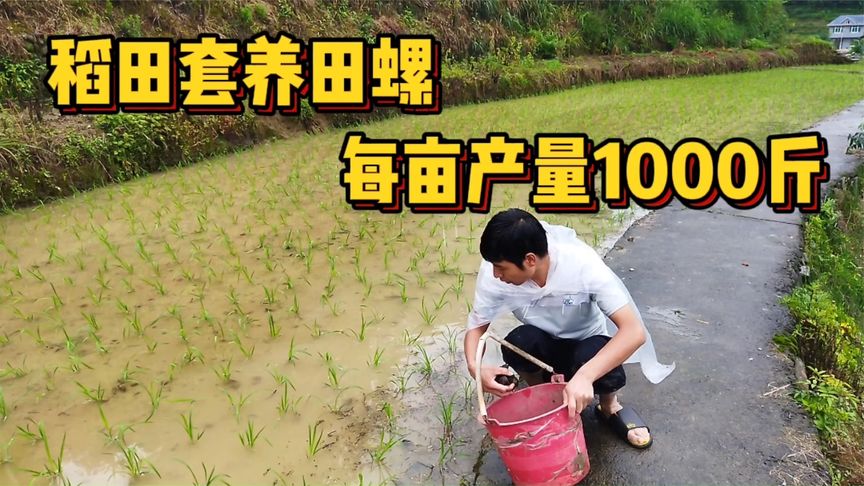 稻田套养田螺,每亩产量可达1000斤,基本还不用怎么去管理