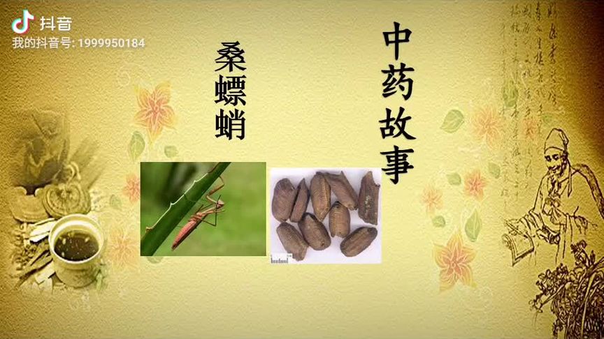 中药故事之桑螵蛸