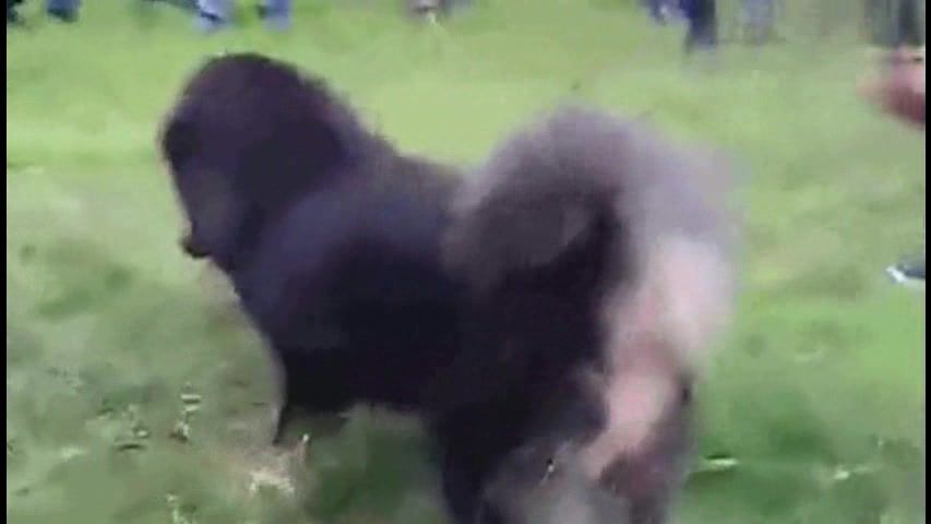 凶猛藏獒被比特犬活活咬死,百思不得其解