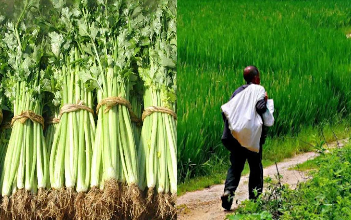 老农卖70斤芹菜获利14元,却因抽检不合格被罚10万,法院-处罚畸重