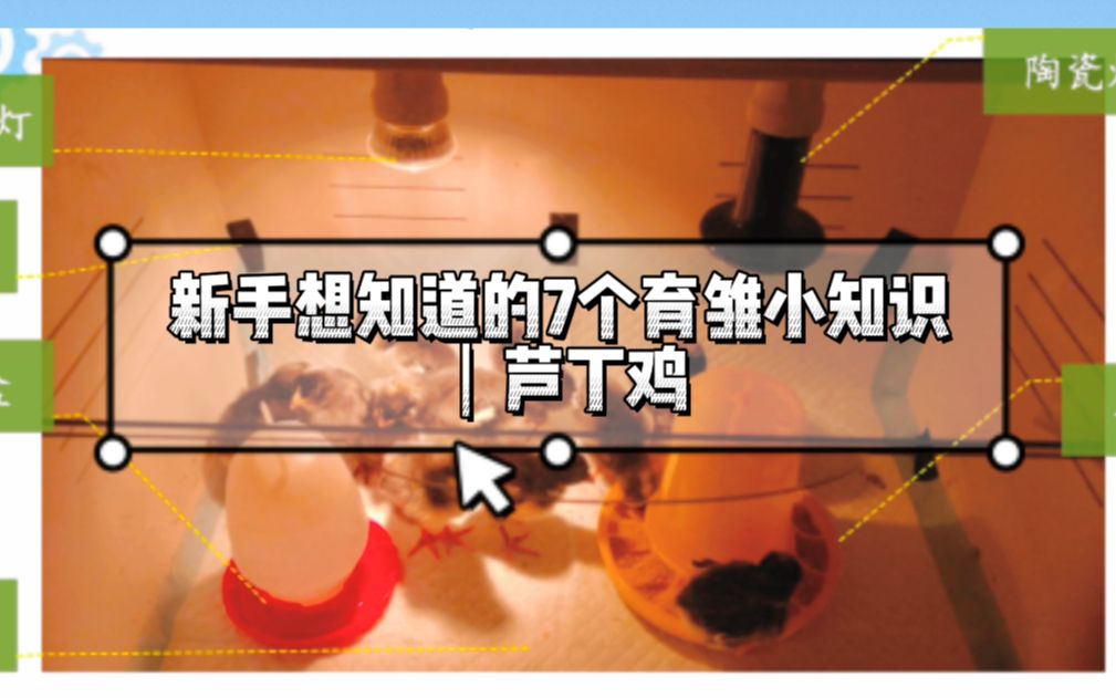 知道这7个小知识,原来孵化芦丁鸡那么简单,还不赶紧行动起来