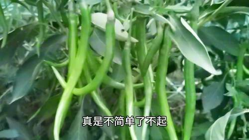 种植八棵辣椒,没想到结了两千多个,你知道是怎样管理的吗?