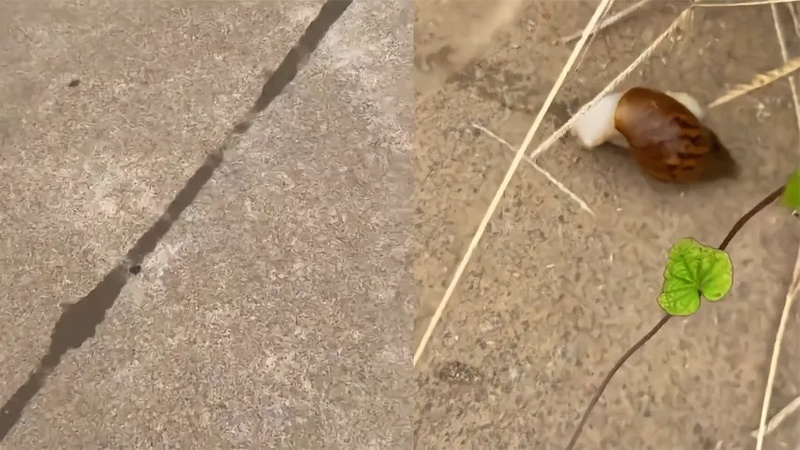 男子好奇蜗牛的爬行速度,拿起蜗牛放到路的起点