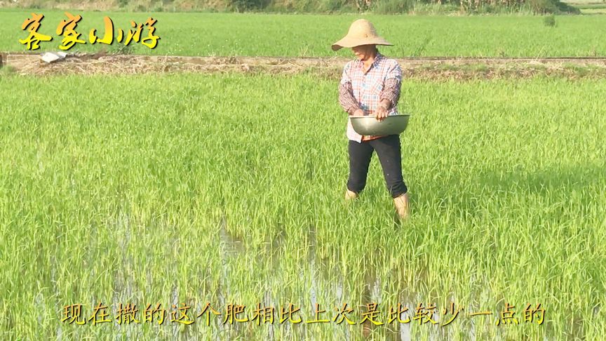 农村种植大户解析直播水稻补肥要点,技巧化管理水稻,实现增产!