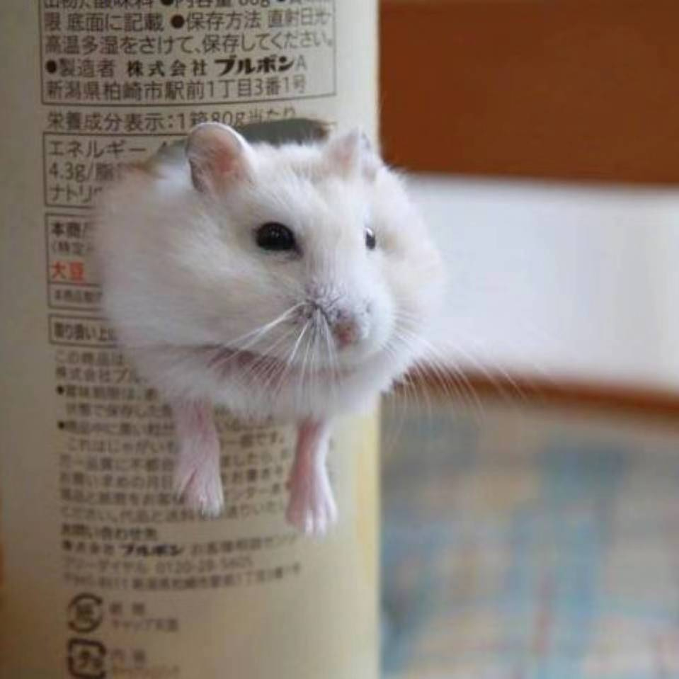 家家的小仓鼠 