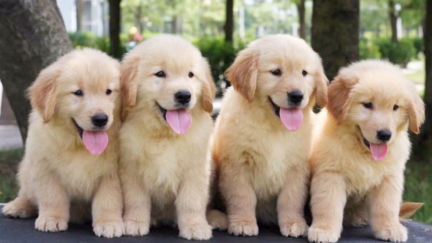 世界名犬前10名排行榜,金毛和德国牧羊犬榜上有名