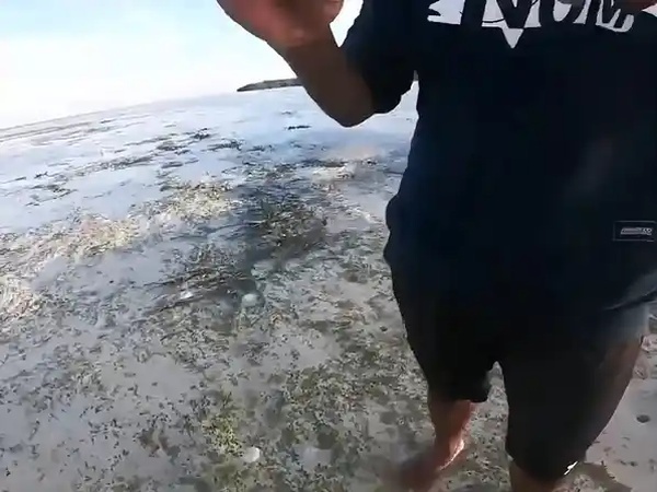 印尼小伙捕获珍贵斑马皮皮虾,堪称皮皮虾中的土豪,一只能卖上百块!