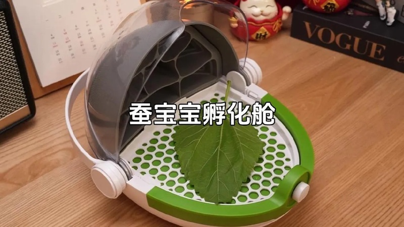 孵化蚕宝宝,观察吐丝结茧到破茧而出的过程