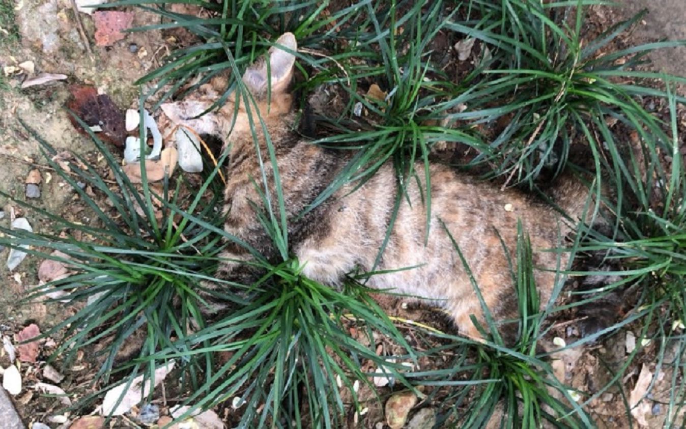 毒狗事件后再毒猫,为什么用蚊香就能毒死猫?对人会有危害吗?