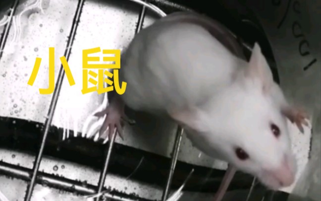 药理学动物实验:阿司匹林的镇痛作用