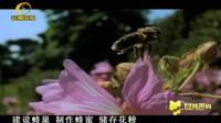 蜜蜂圆圈舞告知附近蜜源的方位, 8字舞描述远处的位置