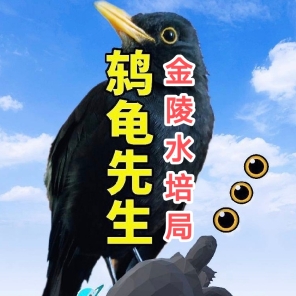 金陵水培局 