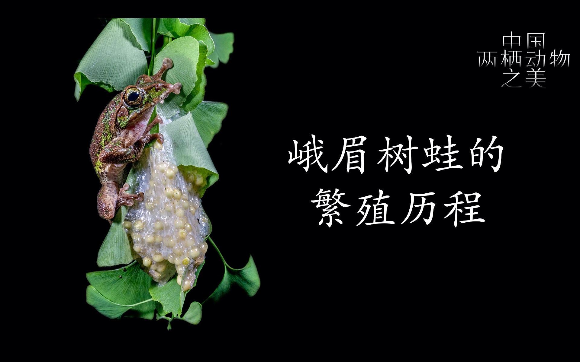 中国两栖动物之美|峨眉树蛙的繁殖历程