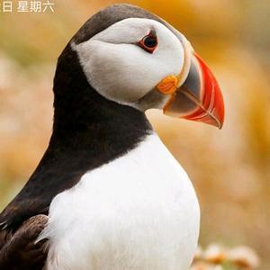 海南昌江十月田达宇五金商行