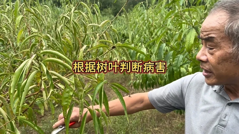 根据树叶表现出的各种情况来判断病害
