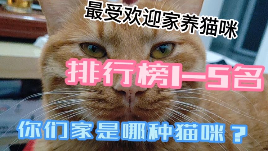 最受欢迎家养猫咪排行榜前五名来了!不管哪个品种都是我们的宝贝
